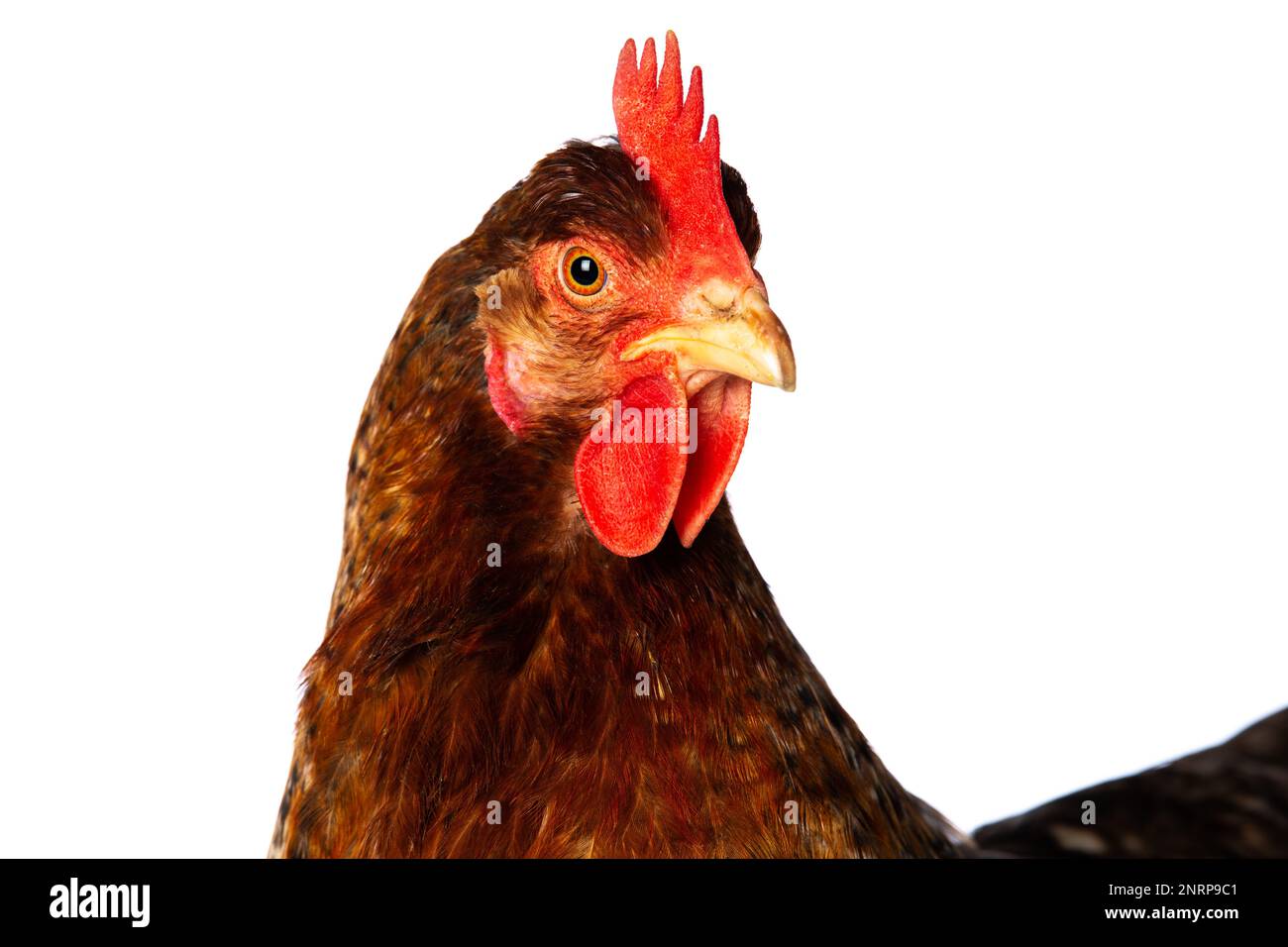 Big hen isolated on white looking to the camera Stock Photo - Alamy