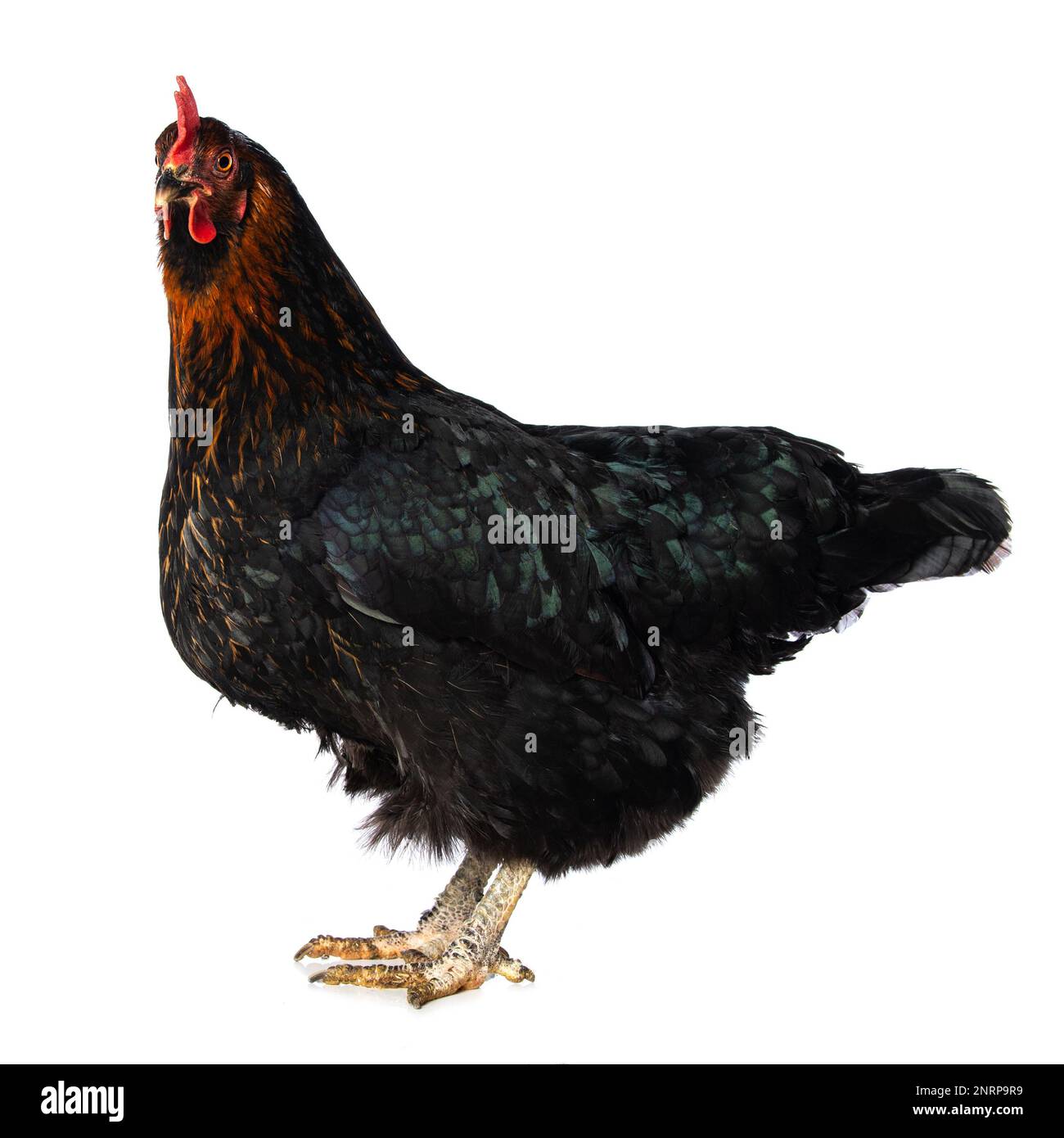 Black hen isolated on white looking to the camera Stock Photo - Alamy