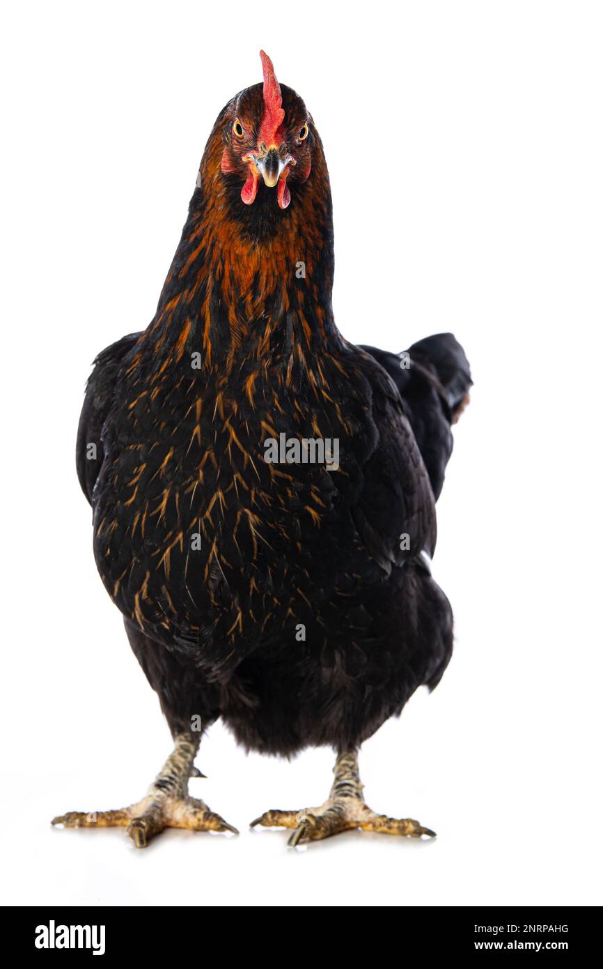 Black hen isolated on white looking to the camera Stock Photo - Alamy