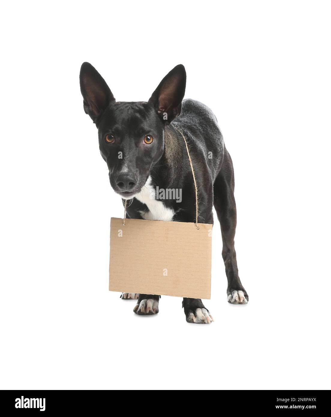 Cute black dog with blank cardboard sign on white background. Homeless ...