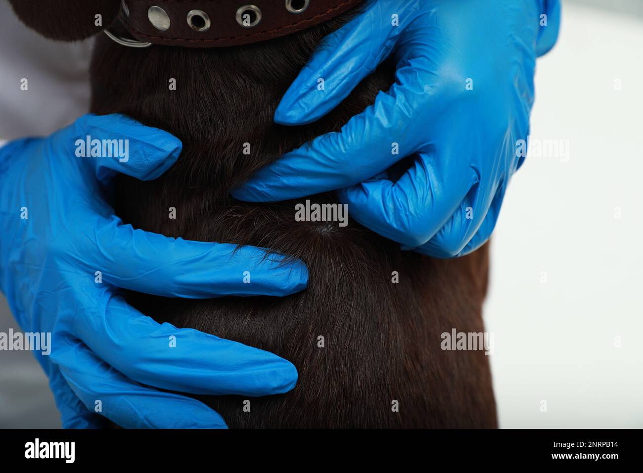 Veterinarian examining dog's skin for ticks, closeup Stock Photo - Alamy