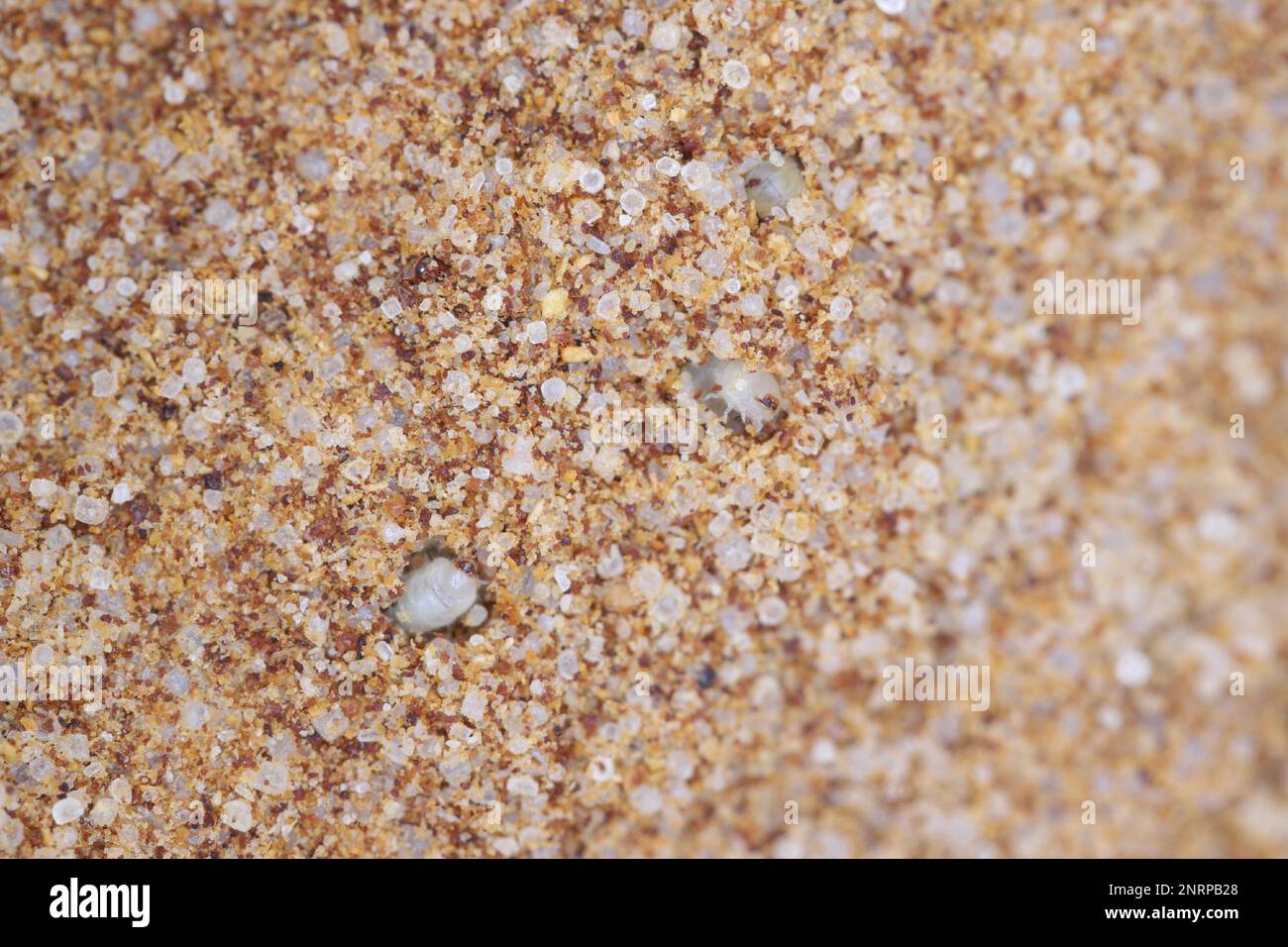 Drugstore beetle, drug store weevil, biscuit beetle, bread beetle ...