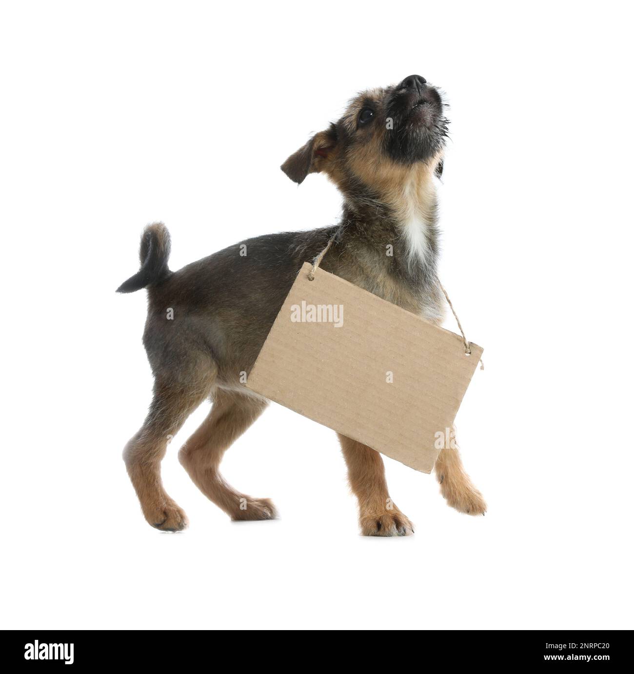 Cute little dog with blank cardboard sign on white background. Homeless ...