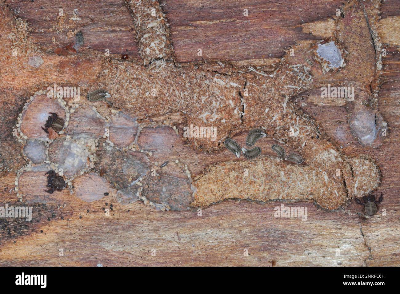 Small invertebrates living under the bark of dead pine trees, including ...
