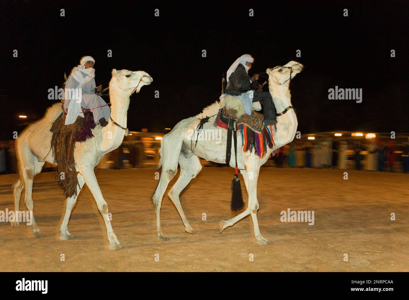 Tunisia.Douz. Traditional folklore. race of dromedaries Stock Photo - Alamy