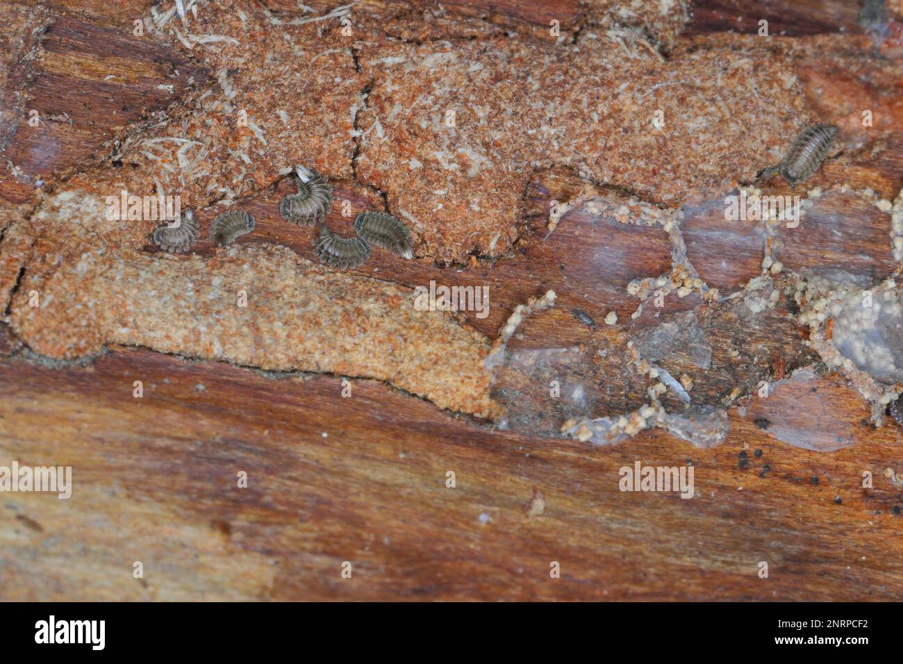 Small invertebrates living under the bark of dead pine trees, including ...