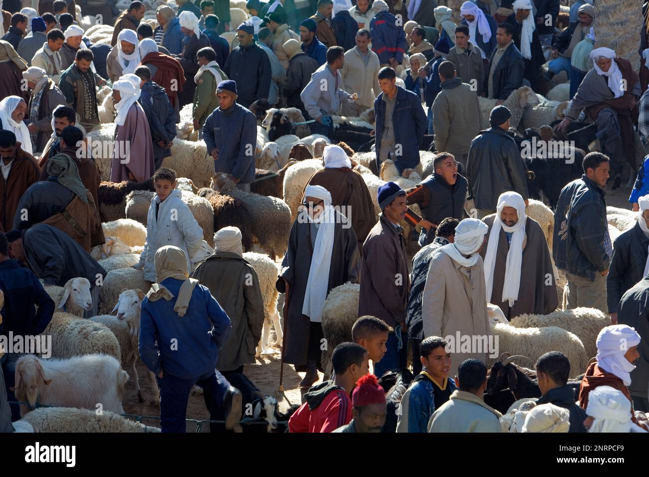 Tunis sheep hi-res stock photography and images - Alamy