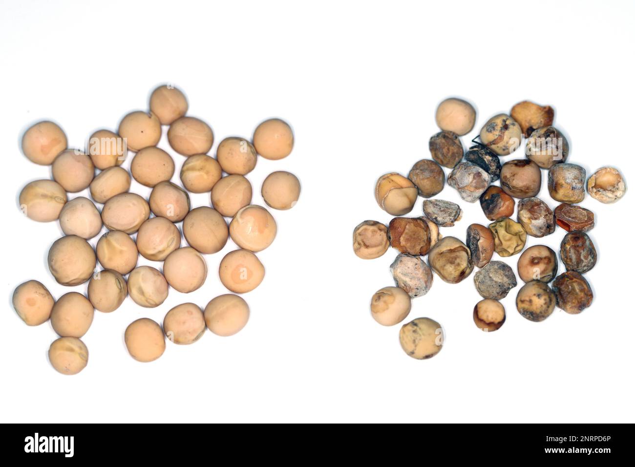Healthy (left) and rotten, spoiled pea seeds during storage under ...