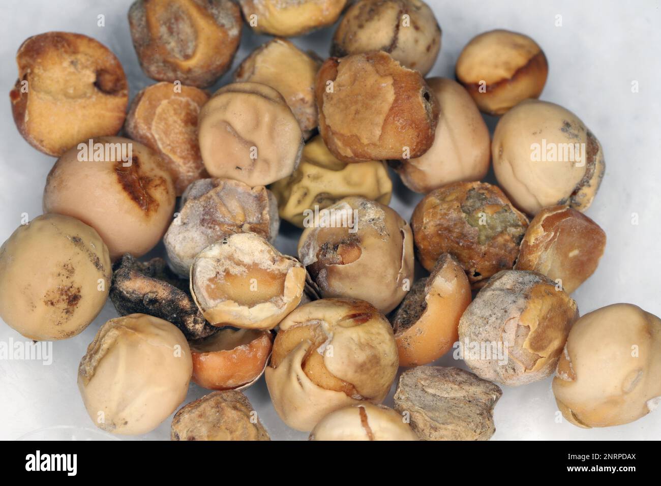 Bean seeds texture hi-res stock photography and images - Alamy