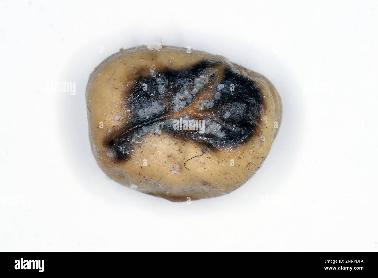 Eggs laid on a faba bean seed by female of Indian meal moth or mealmoth ...