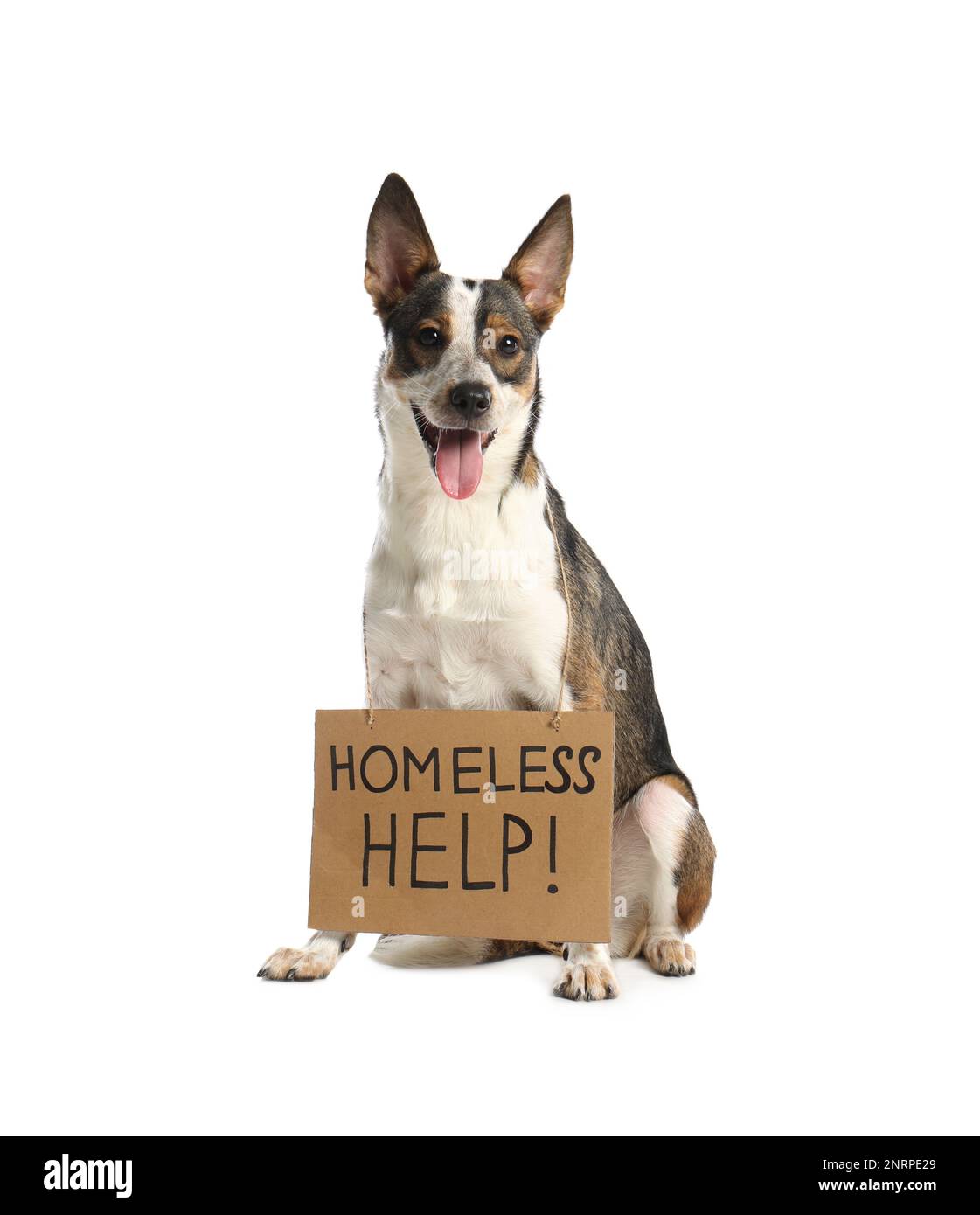 Lost dog with sign Homeless Help! on white background. Lonely pet Stock ...