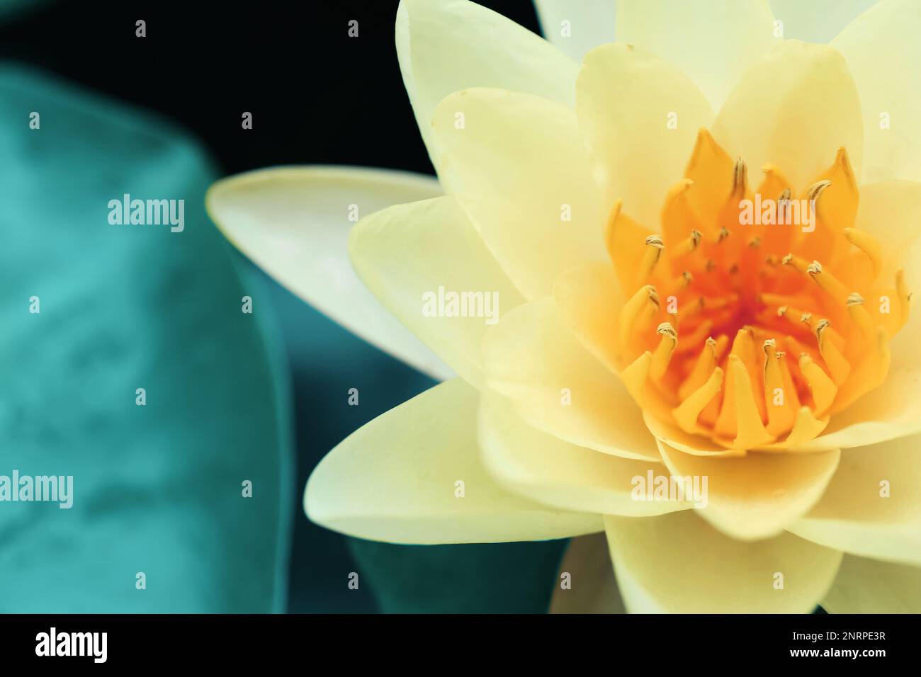 Indian waterlily hi-res stock photography and images - Alamy