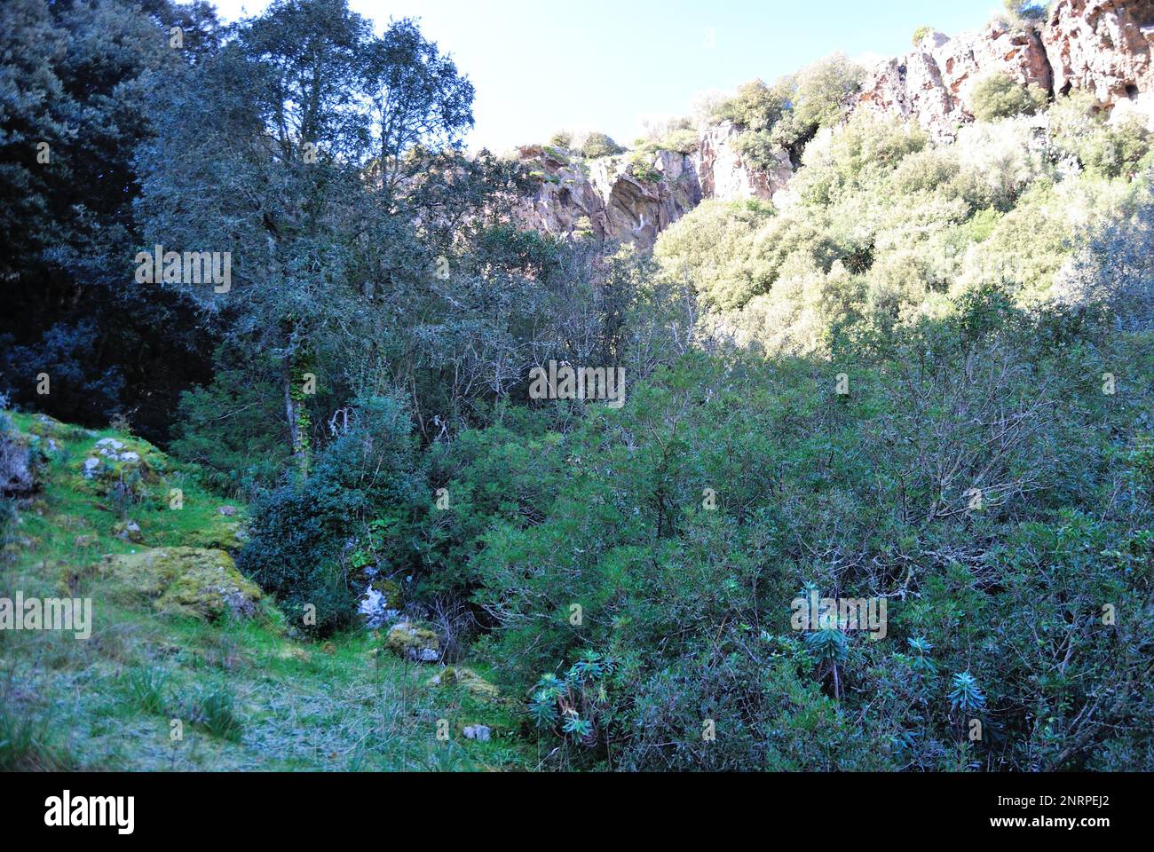 The forest near Lu Tuvu waterfall Stock Photo - Alamy