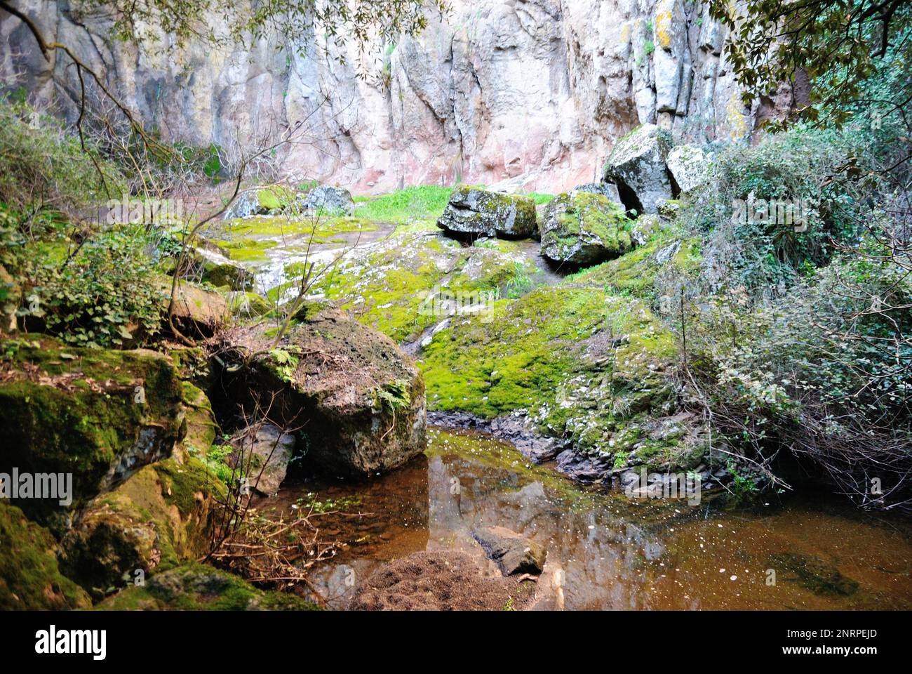 The forest near Lu Tuvu waterfall Stock Photo - Alamy