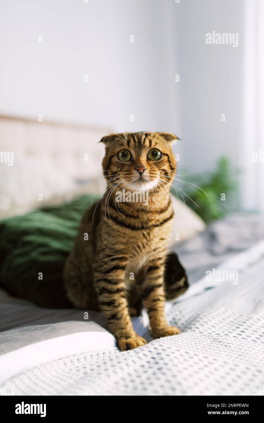 Portrait Cute Domestic Tabby Cat Relaxing On Sofa At Home, sits between ...