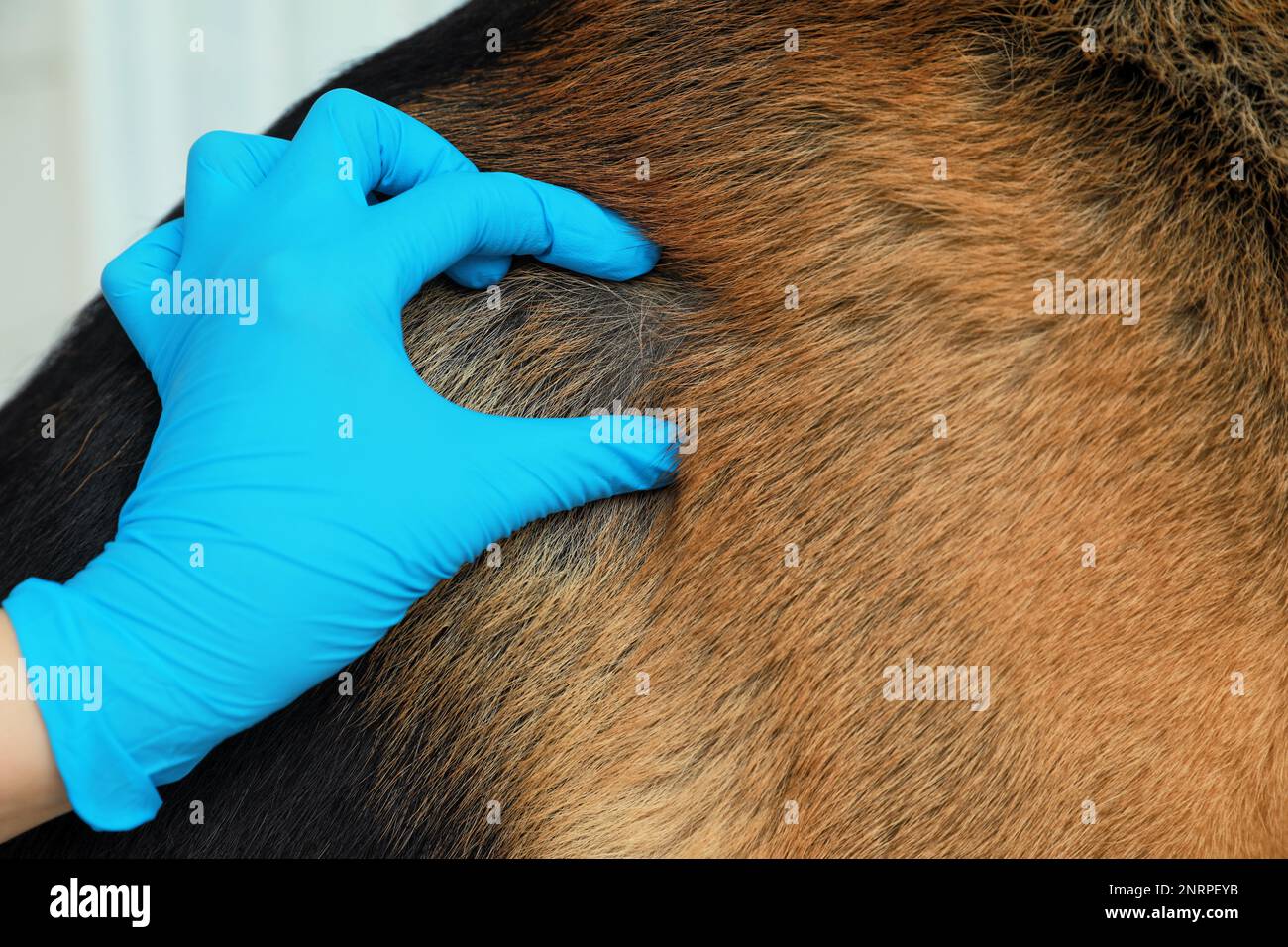 Checking fur skin hi-res stock photography and images - Alamy