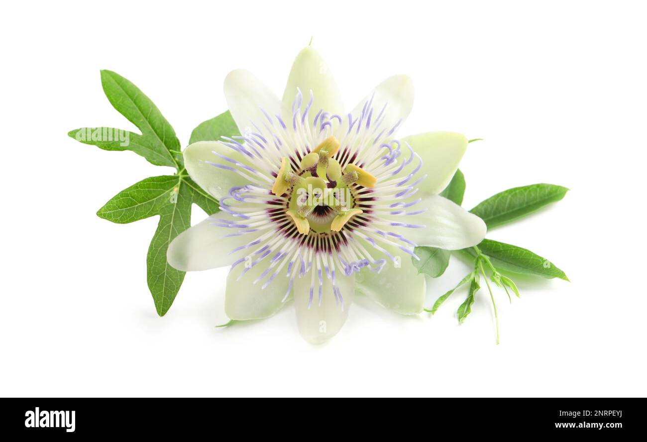 Beautiful blossom of Passiflora plant (passion fruit) with green leaves ...