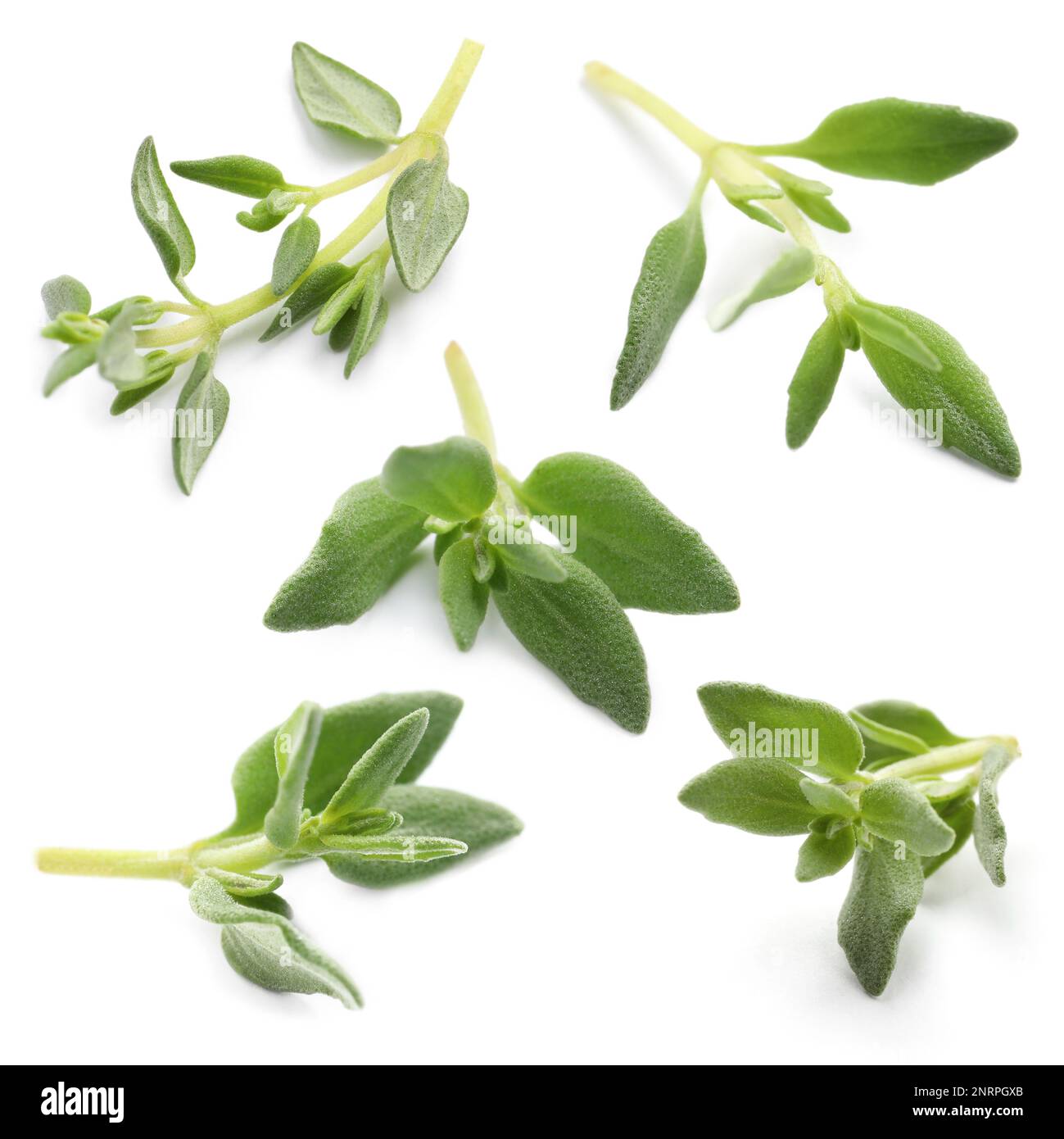 Set with aromatic thyme on white background Stock Photo - Alamy