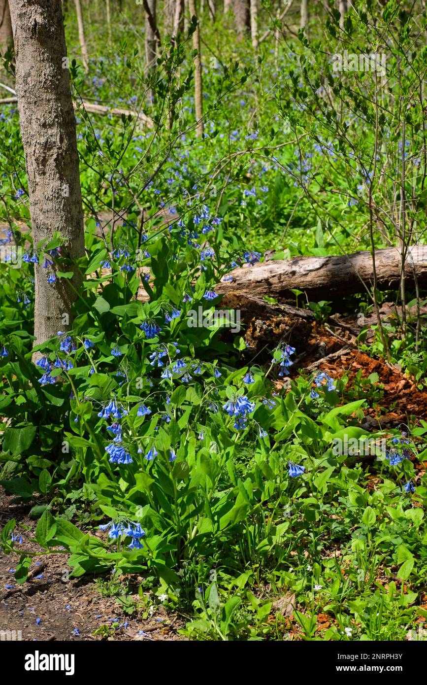 Clusters of bluebells grow in front of and behind an old fallen log in ...