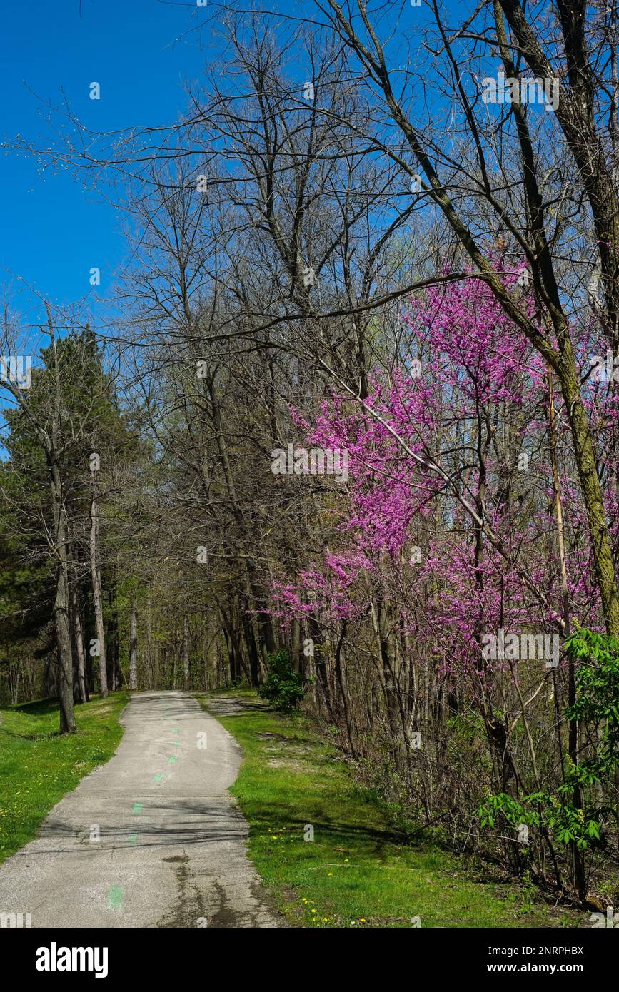 Flowering redbud trees blooming by a bicycle/bridle path in an Ohio ...