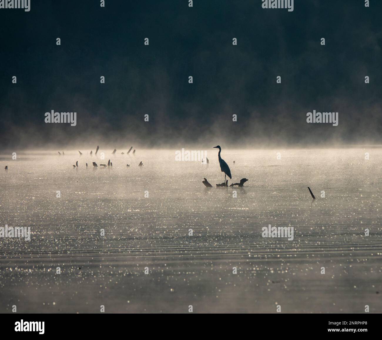 Silhouette of gray heron standing on coastline at beautiful sunrise ...