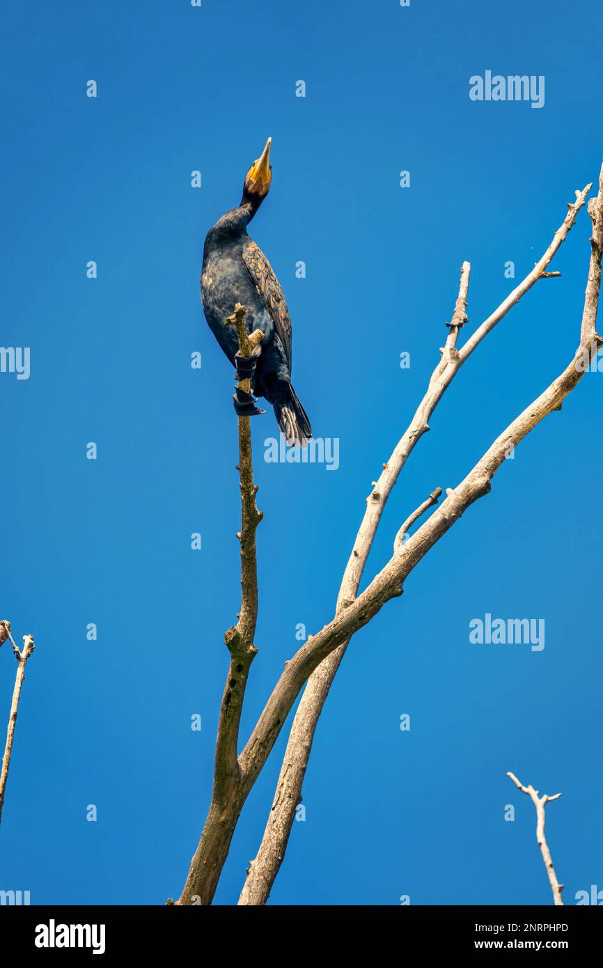Great cormorant Phalacrocorax carbo , also known as the great black ...