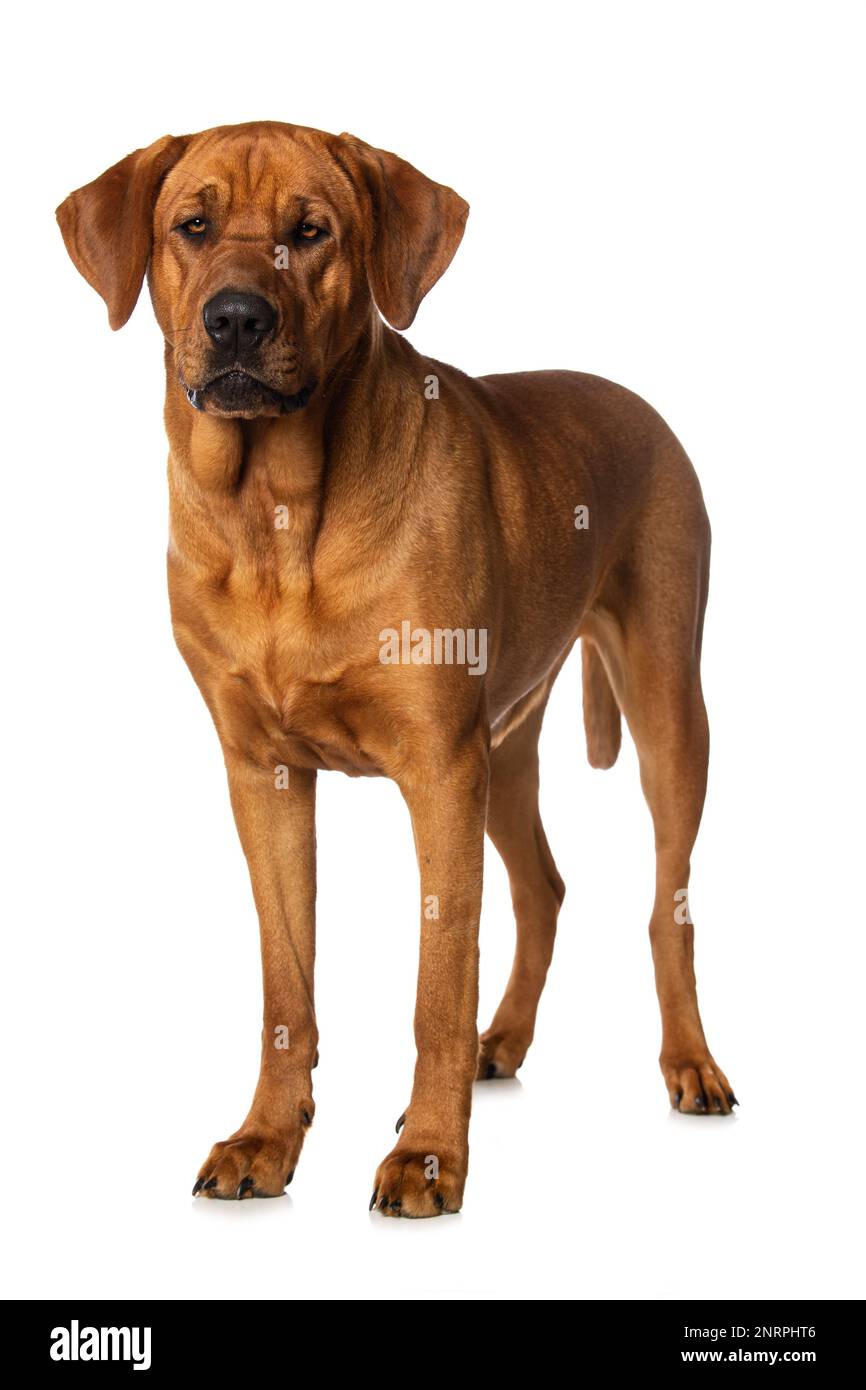 Broholmer dog isolated on white background looking to the camera Stock ...