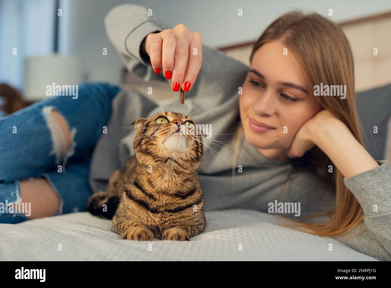 Happy Young blonde Woman lying in her bed in sweater a stroking a cute domestic playing scottish ...