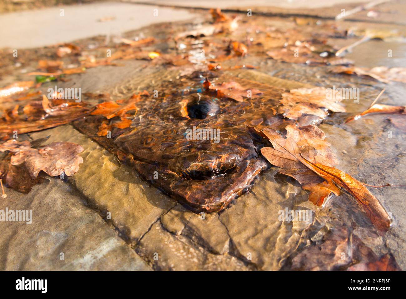 Thames water manhole cover metal hi-res stock photography and images ...