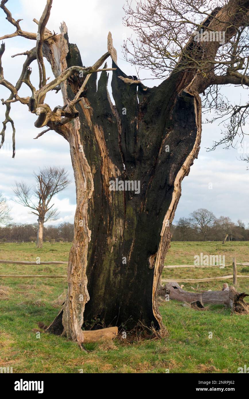 An ancient hollow tree (probably Oak) in Bushy park, London, which is ...