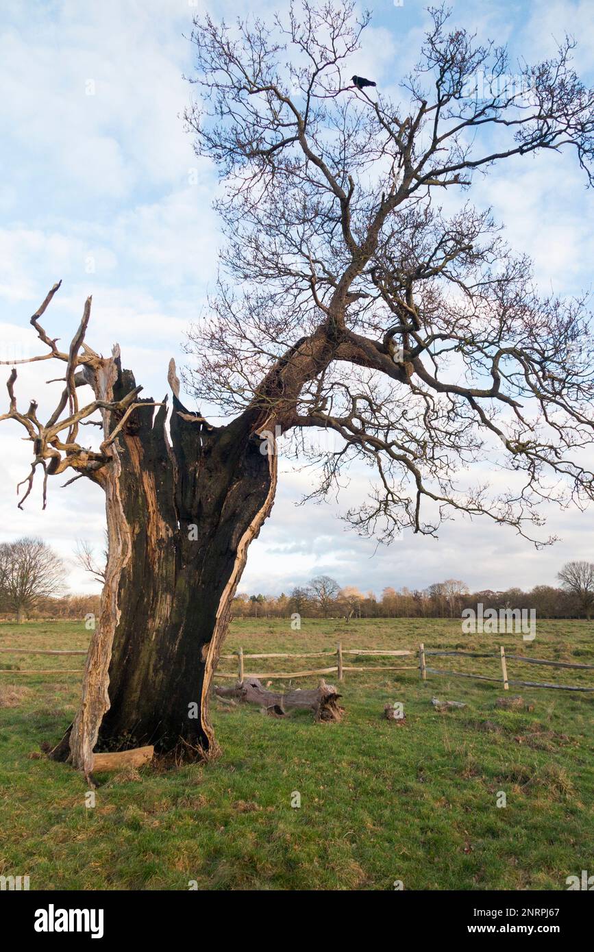 Half Dead Tree Kyr Speedy