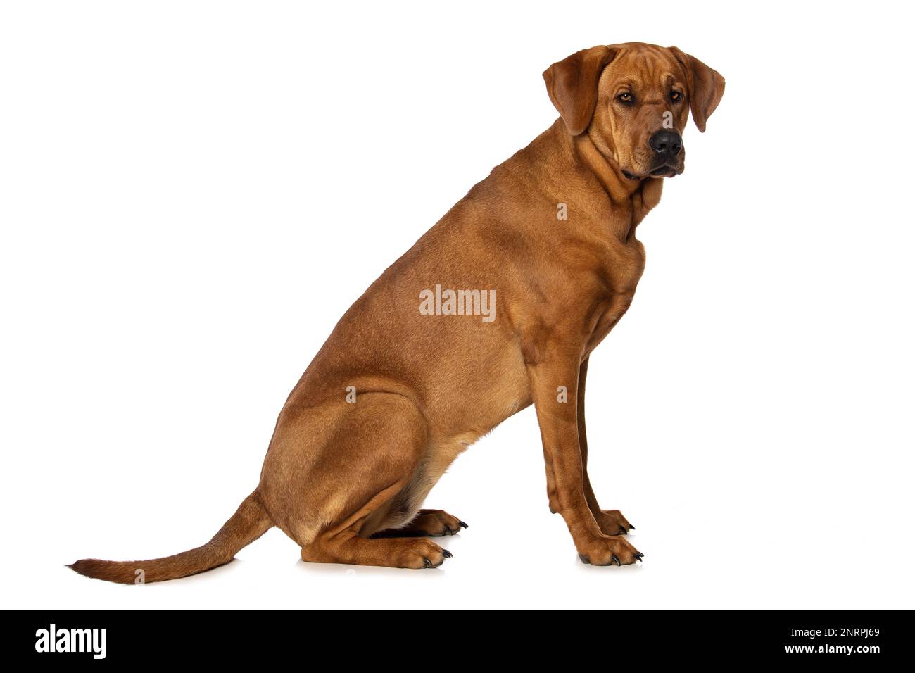 Broholmer dog isolated on white background looking to the camera Stock ...