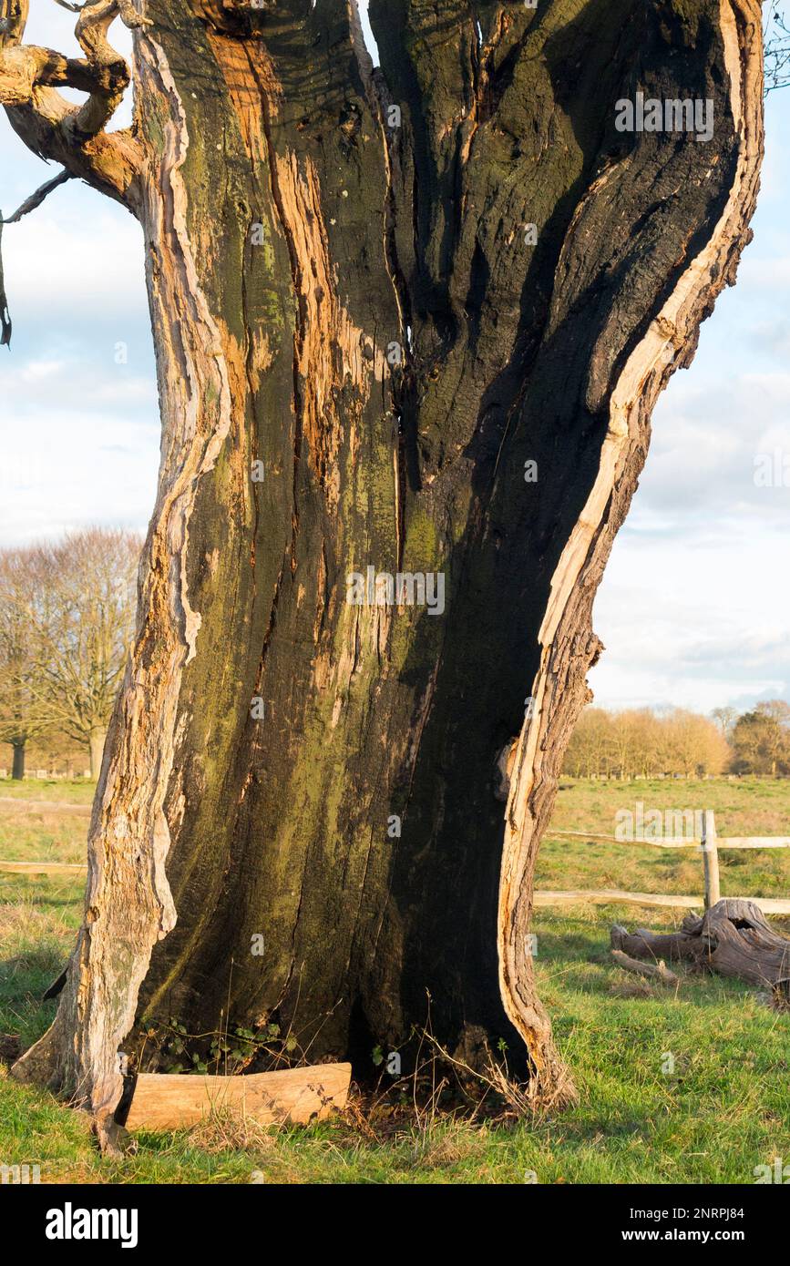 An ancient hollow tree (probably Oak) in Bushy park, London, which is ...