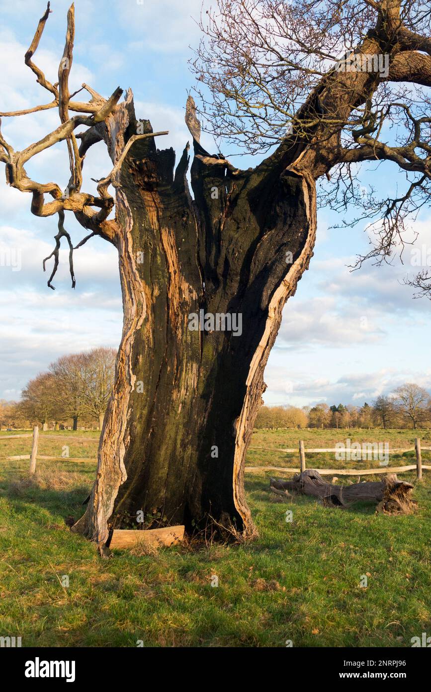 Half Dead Half Alive Tree Drawing