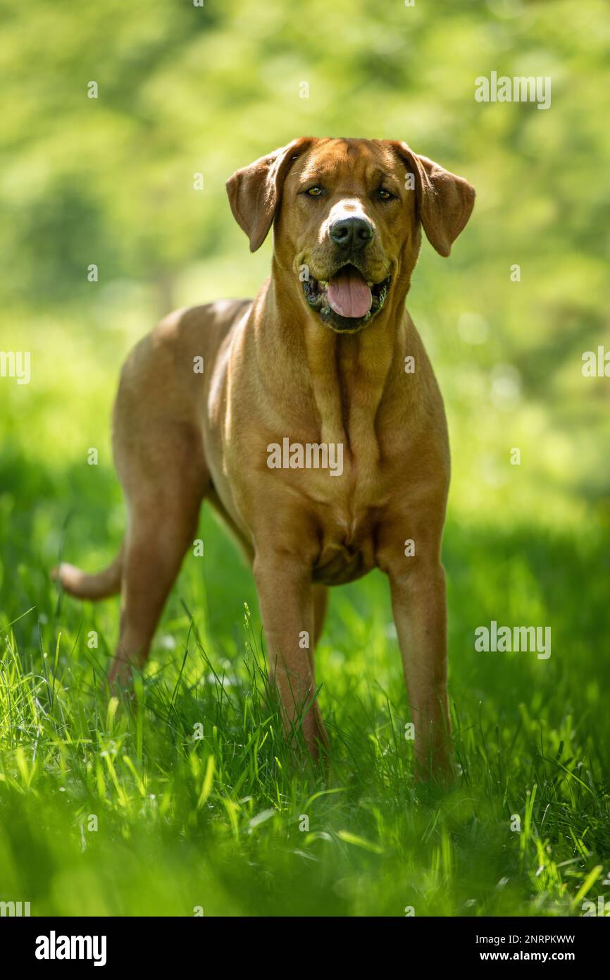 Broholmer hi-res stock photography and images - Alamy