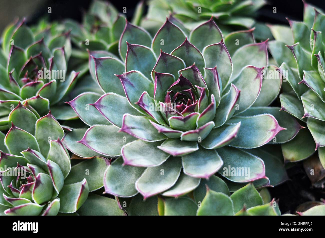 Houseleek sempervivum houseleek house leek succulent garden plant hi ...