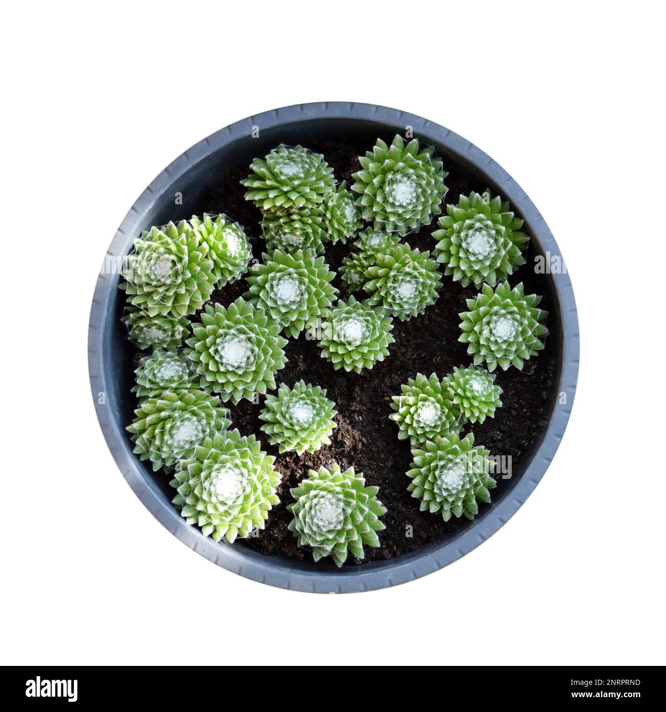 Sempervivum Arachnoideum succulents (Cobweb Houseleeks) growing in the ...