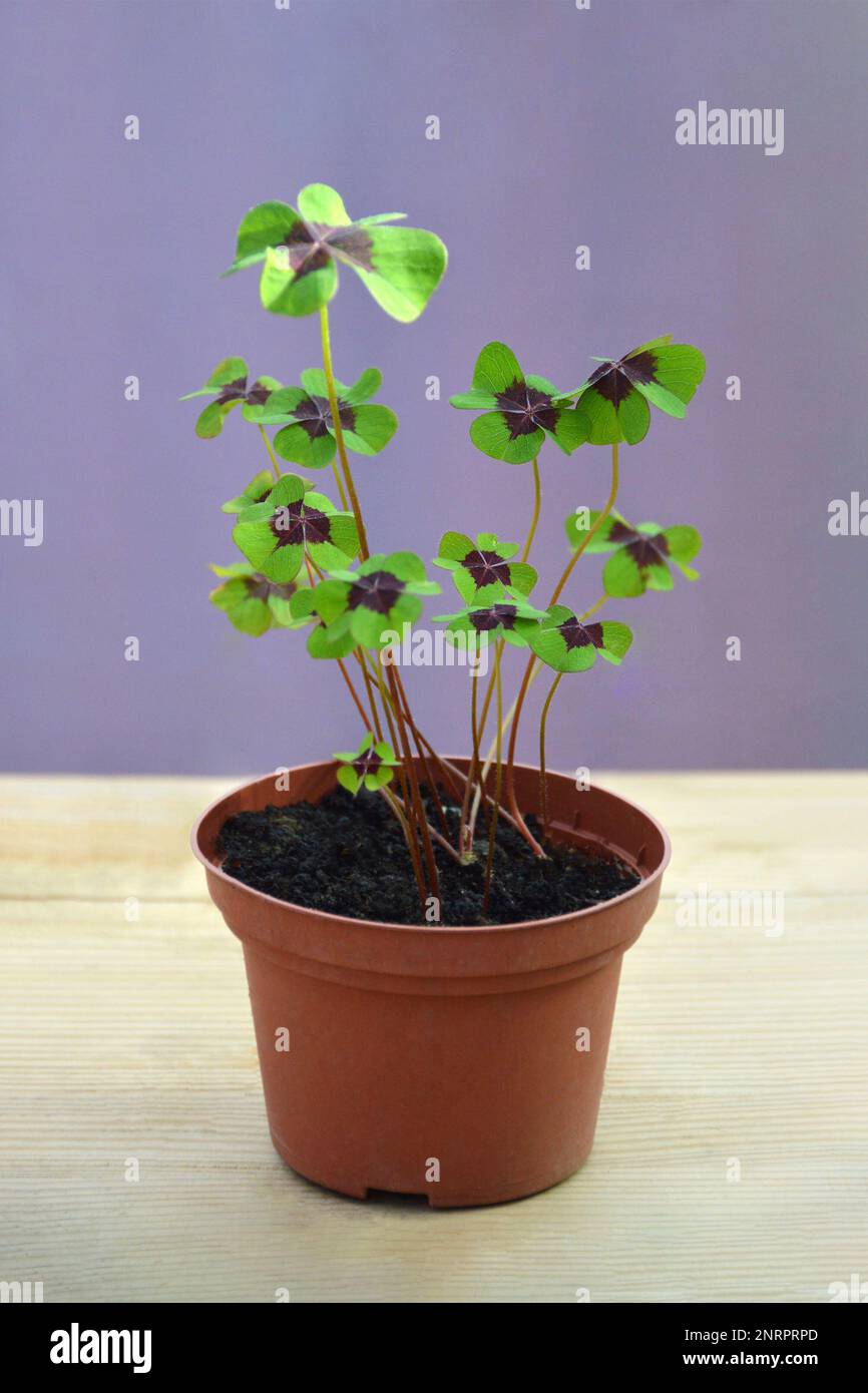 Four-leaf clovers (Oxalis tetraphylla) plant in the pot Stock Photo - Alamy