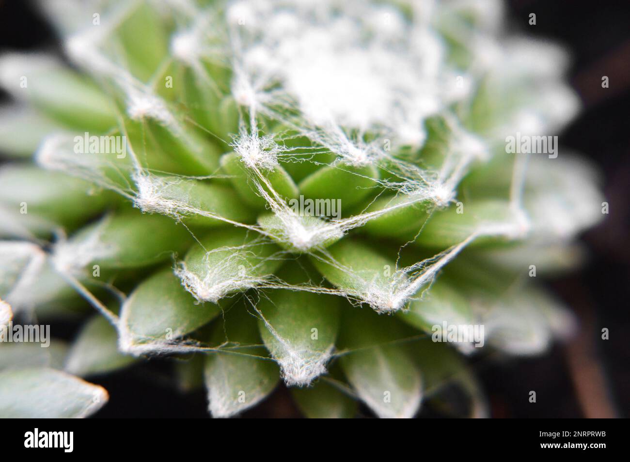 Sempervivum Arachnoideum succulent (Cobweb Houseleek) close up Stock ...