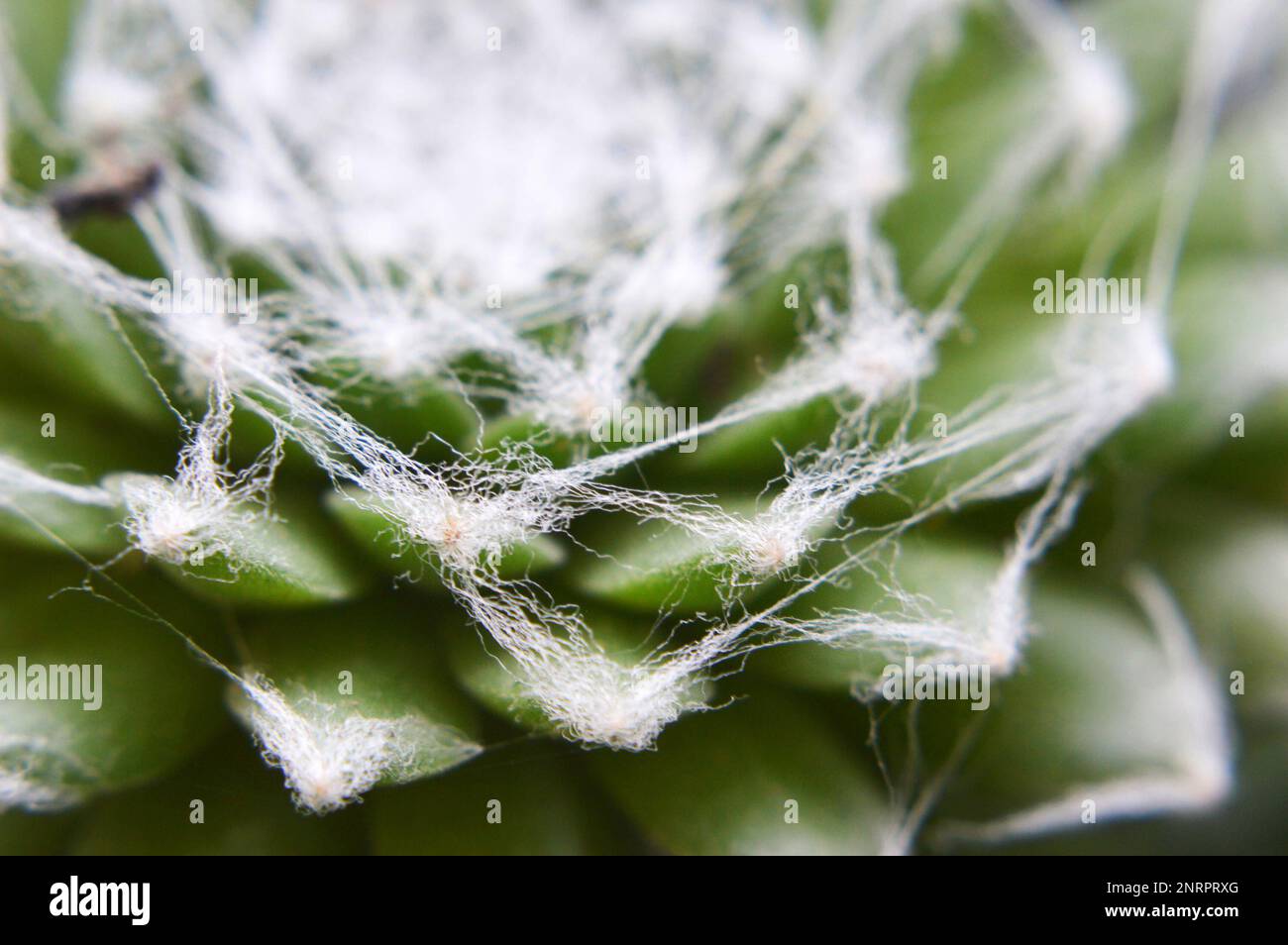 Sempervivum Arachnoideum succulent (Cobweb Houseleek) macro image Stock ...