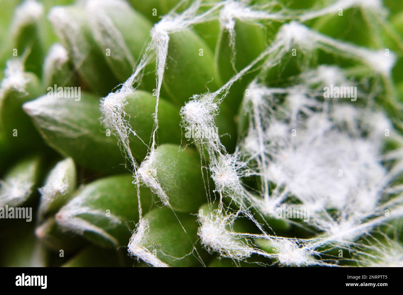 Sempervivum Arachnoideum succulent (Cobweb Houseleek) close up Stock ...