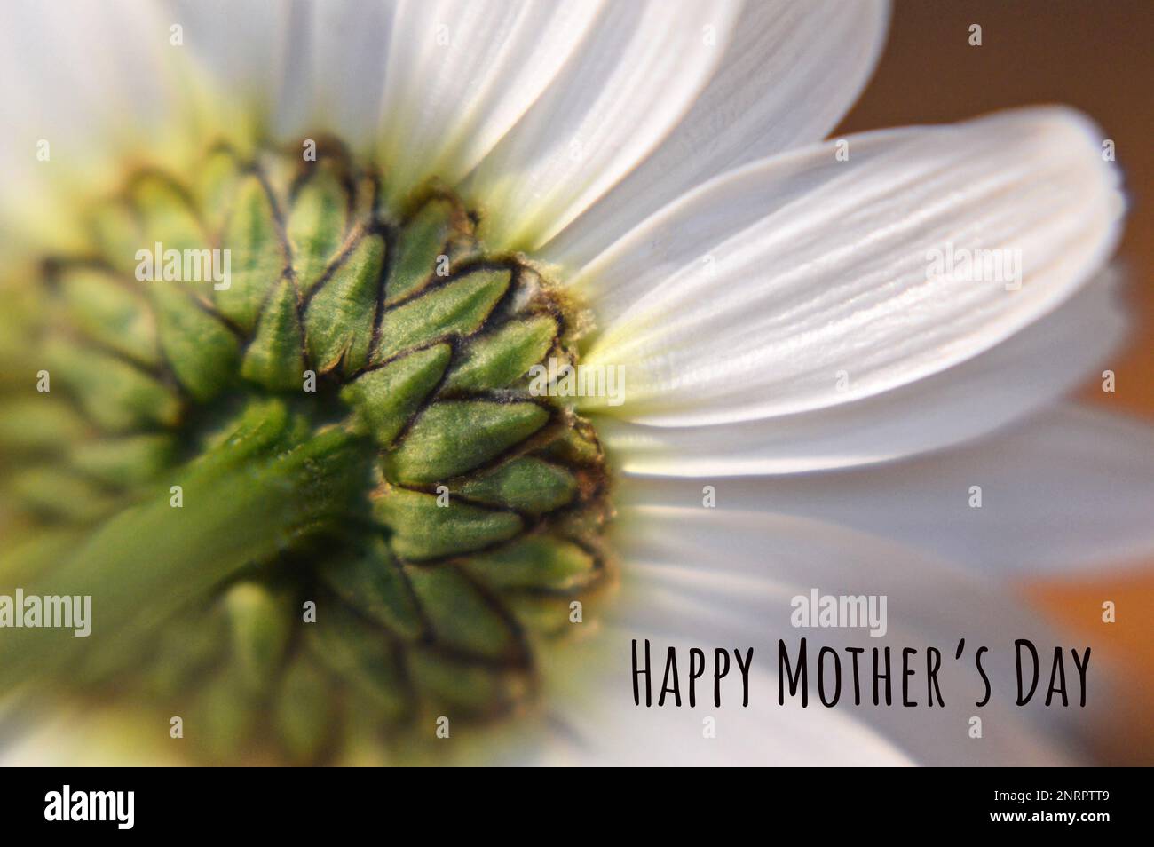Happy Mothers Day card. Macro image of daisy flower and Happy Mothers ...