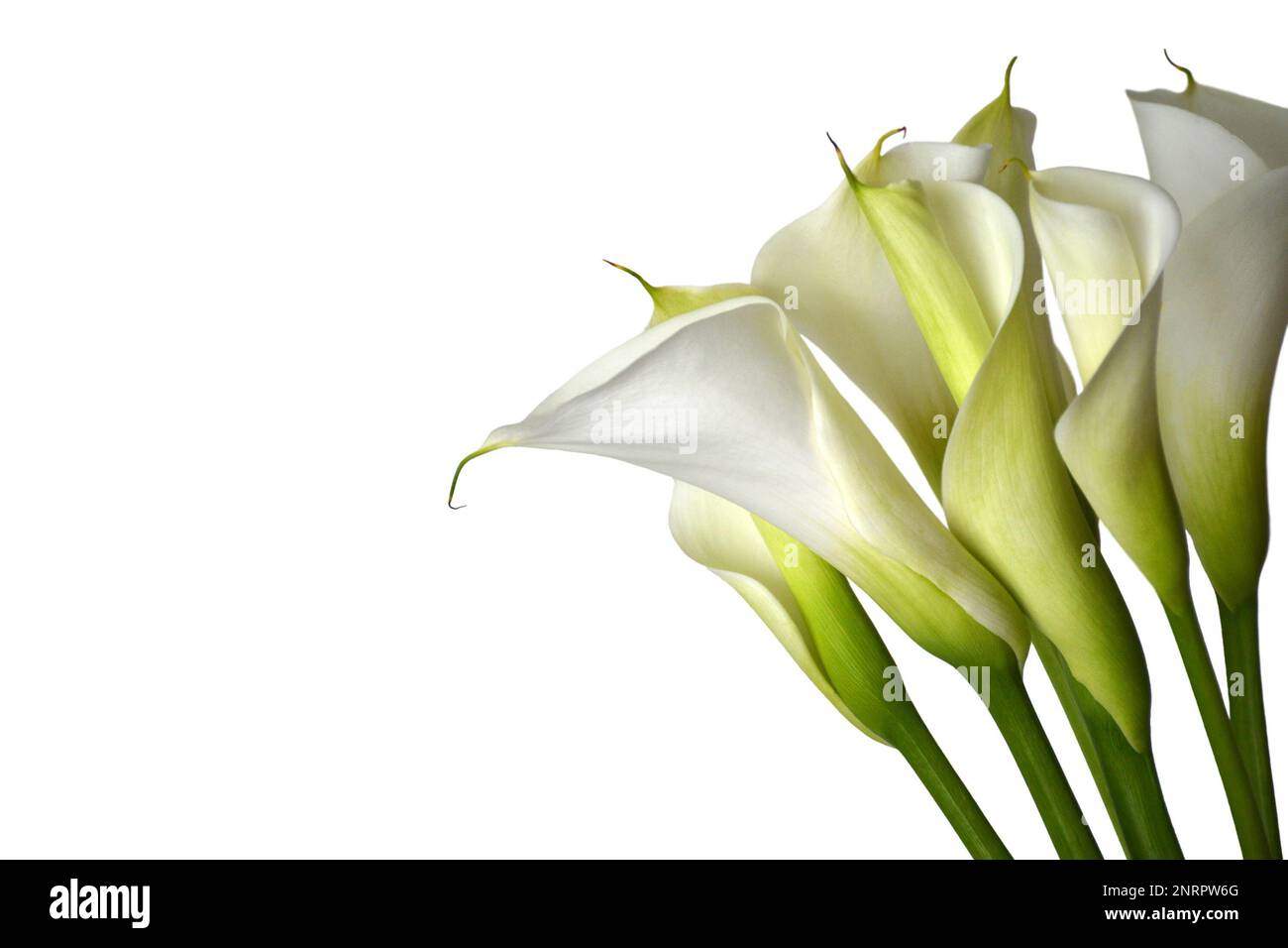 White calla lilies isolated on white background with copy space Stock ...