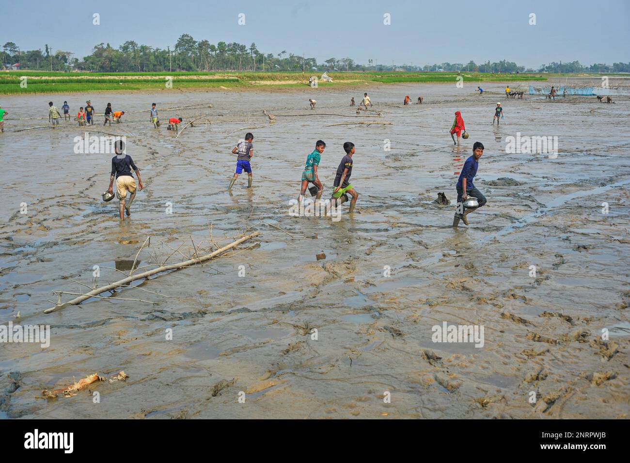 Pukuria hawr hi-res stock photography and images - Alamy