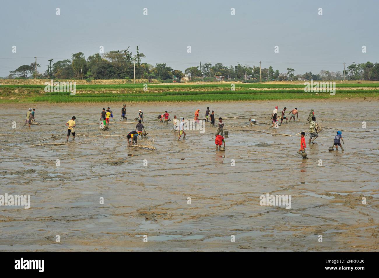 Pukuria hawr hi-res stock photography and images - Alamy