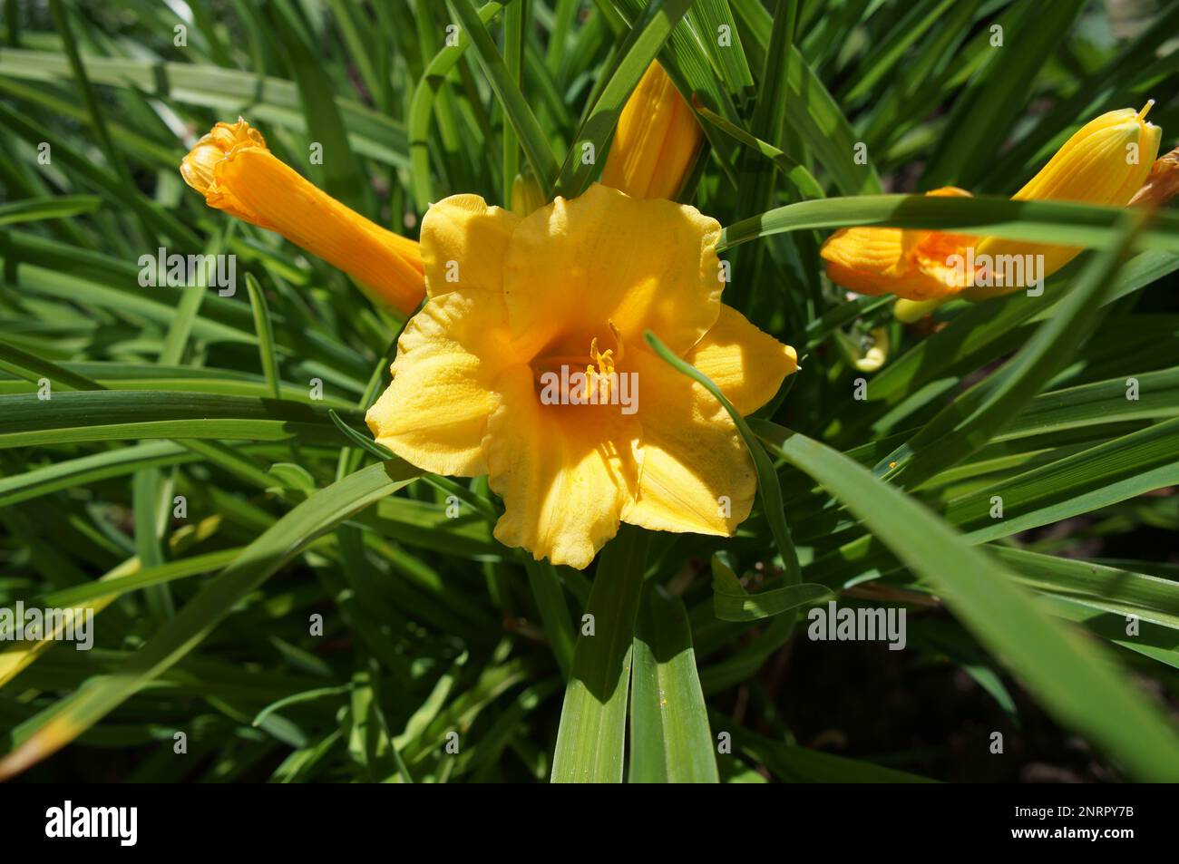 Yellow 'Stella de Oro' flower and buds lemon daylily on a sunny day ...