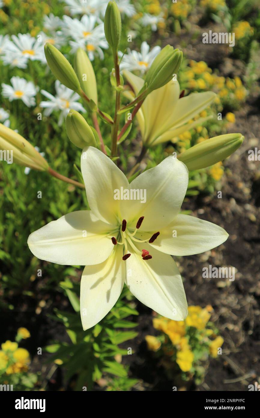Lilium courier hi-res stock photography and images - Alamy
