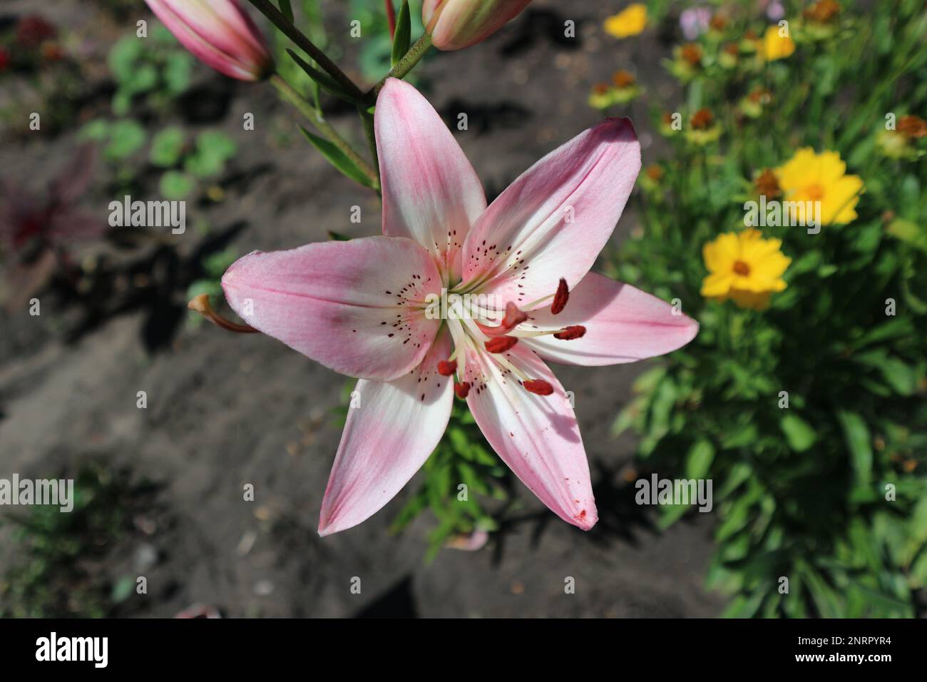 Asiatic hybrids lilium 'Rosella's Dream' pink-white flower and buds ...