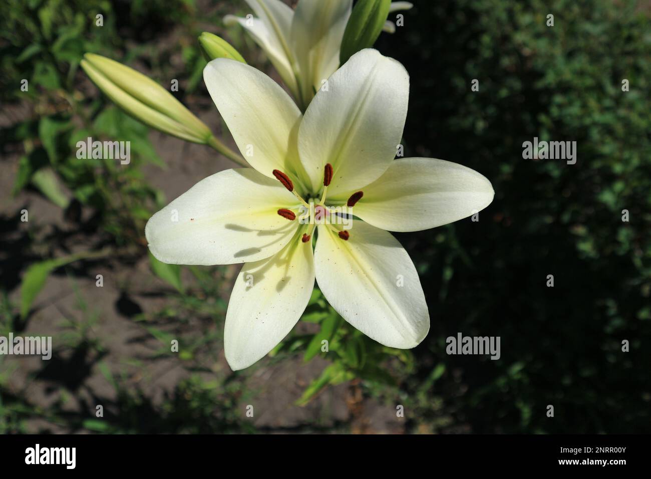 Lilium courier hi-res stock photography and images - Alamy