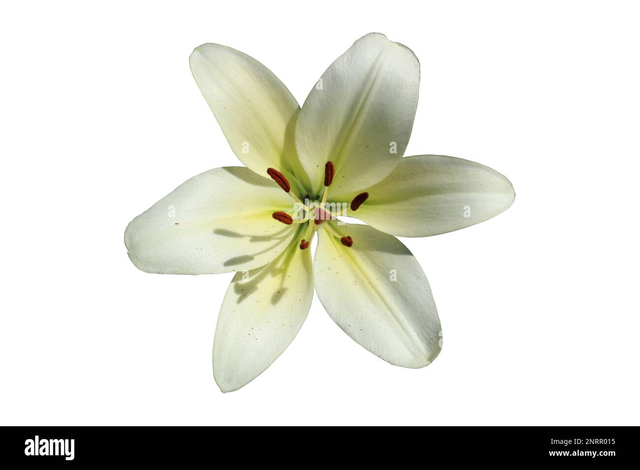 L.A. Hybrid Lilie 'Courier' large white-lime flower isolated on white ...